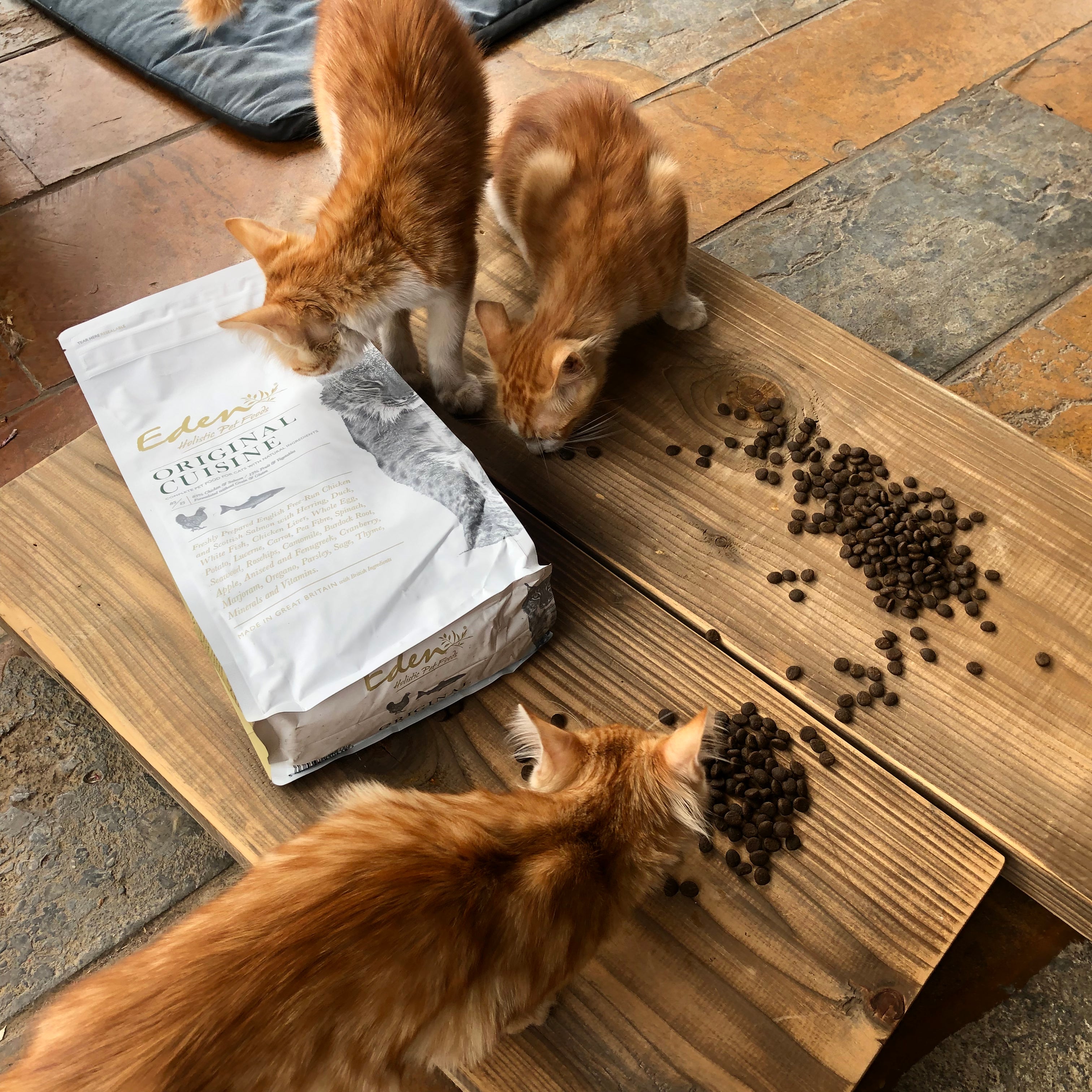 Cats – Pack Potions